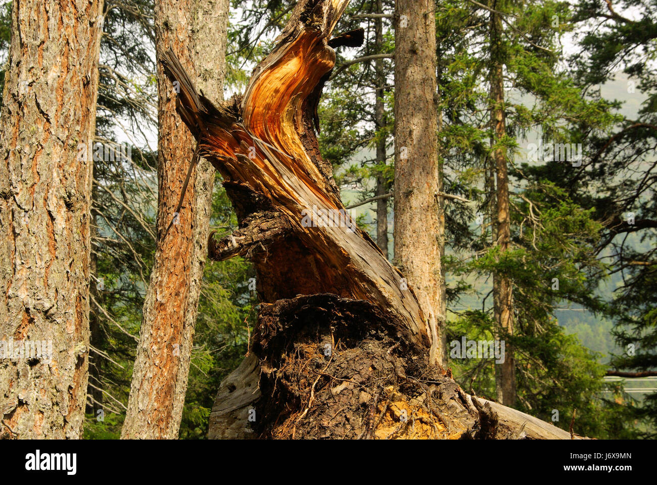 chipped tree trunk - splinted trunk 01 Stock Photo - Alamy