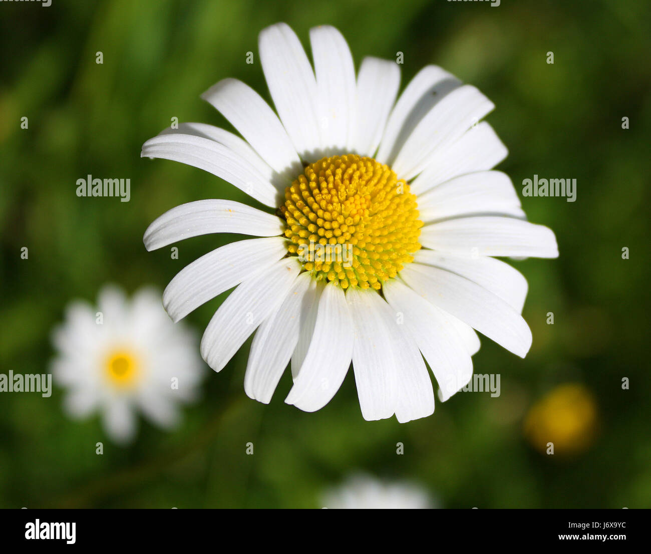 Daisy blume compositae hi-res stock photography and images - Alamy