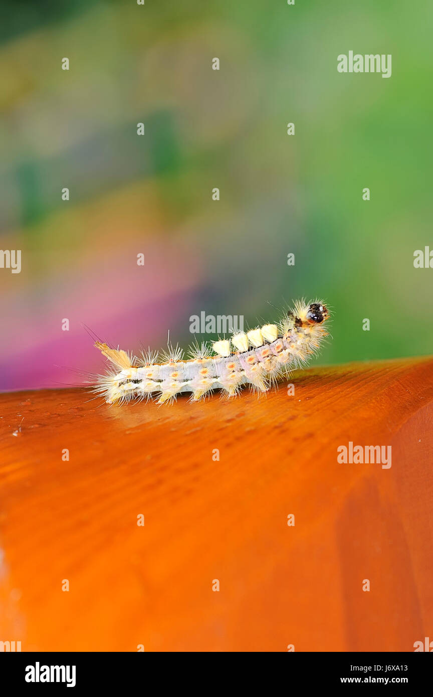 insect scrabble crawling caterpillar crawl larva nymph larvae macro ...