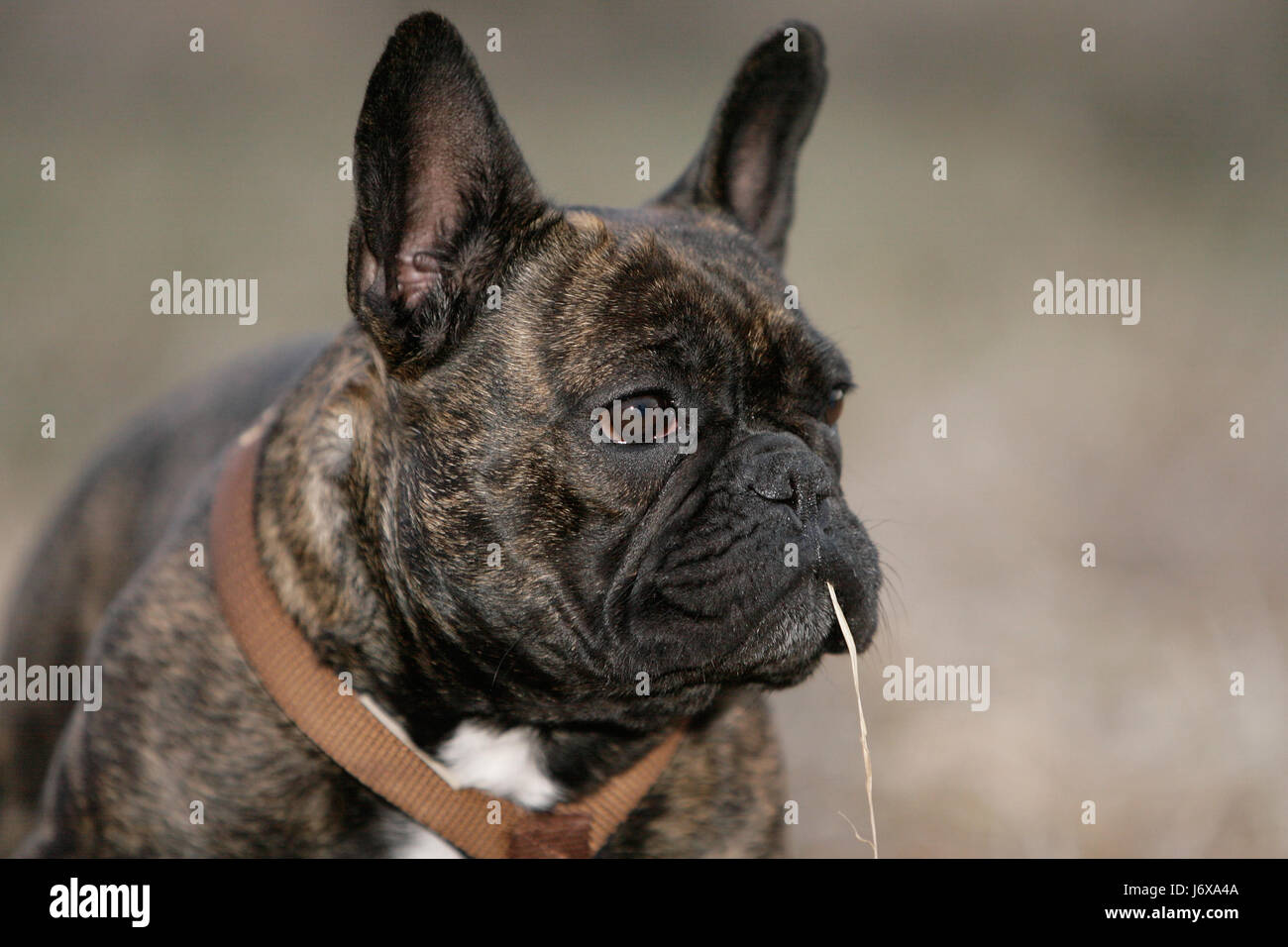 French bullie hi-res stock photography and images - Alamy