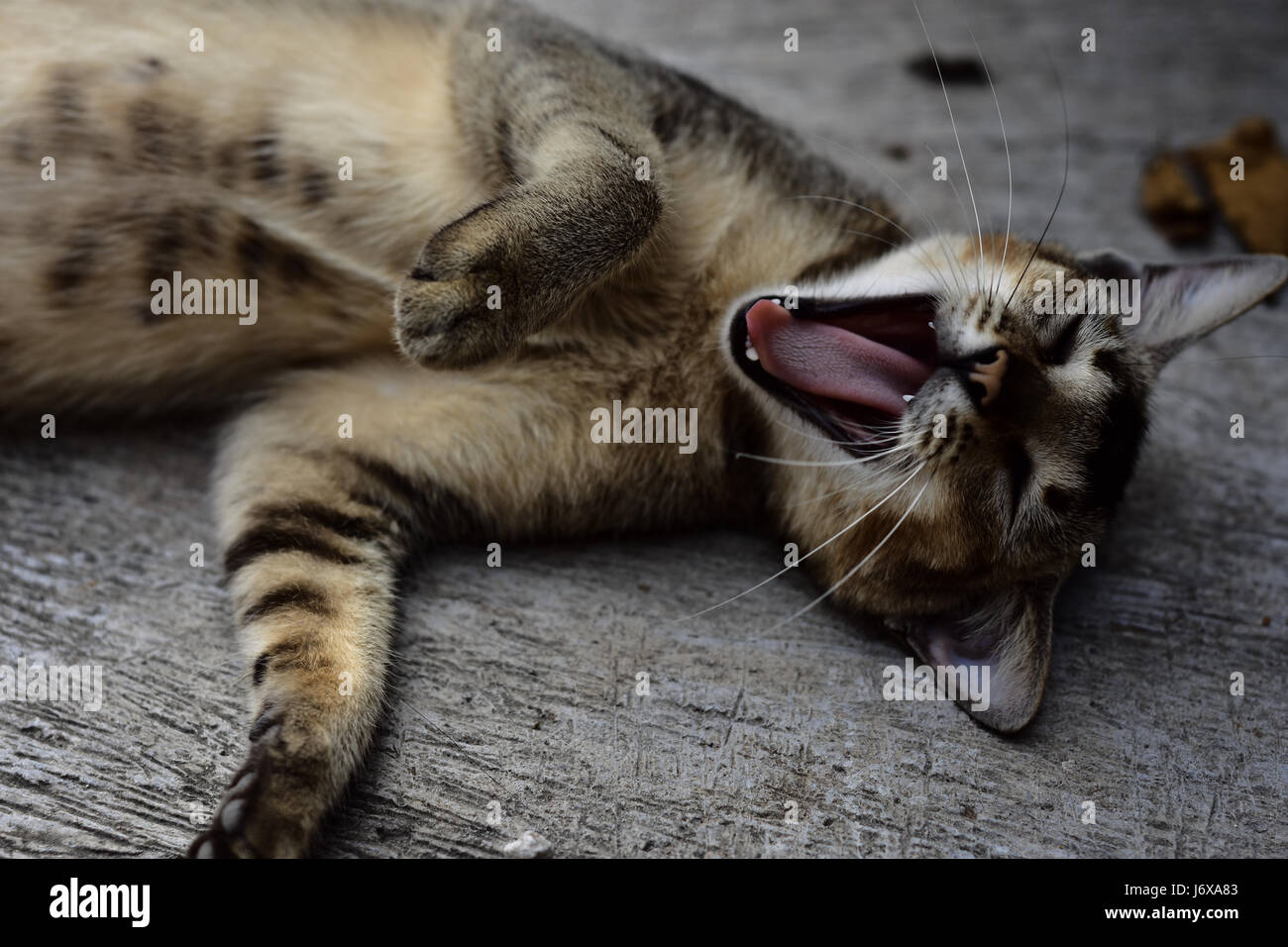 Cute cat yawning Stock Photo - Alamy
