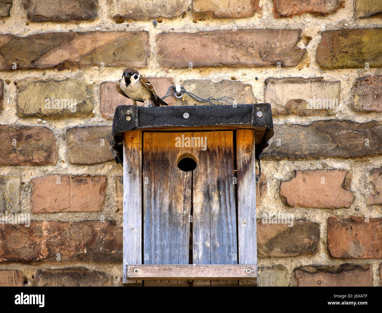 sparrow bird house Stock Photo - Alamy