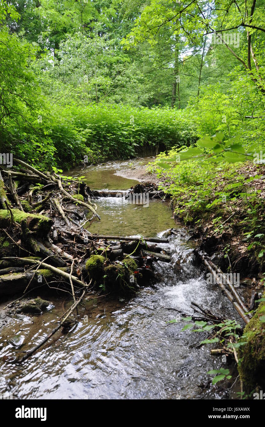 river through the forest Stock Photo - Alamy