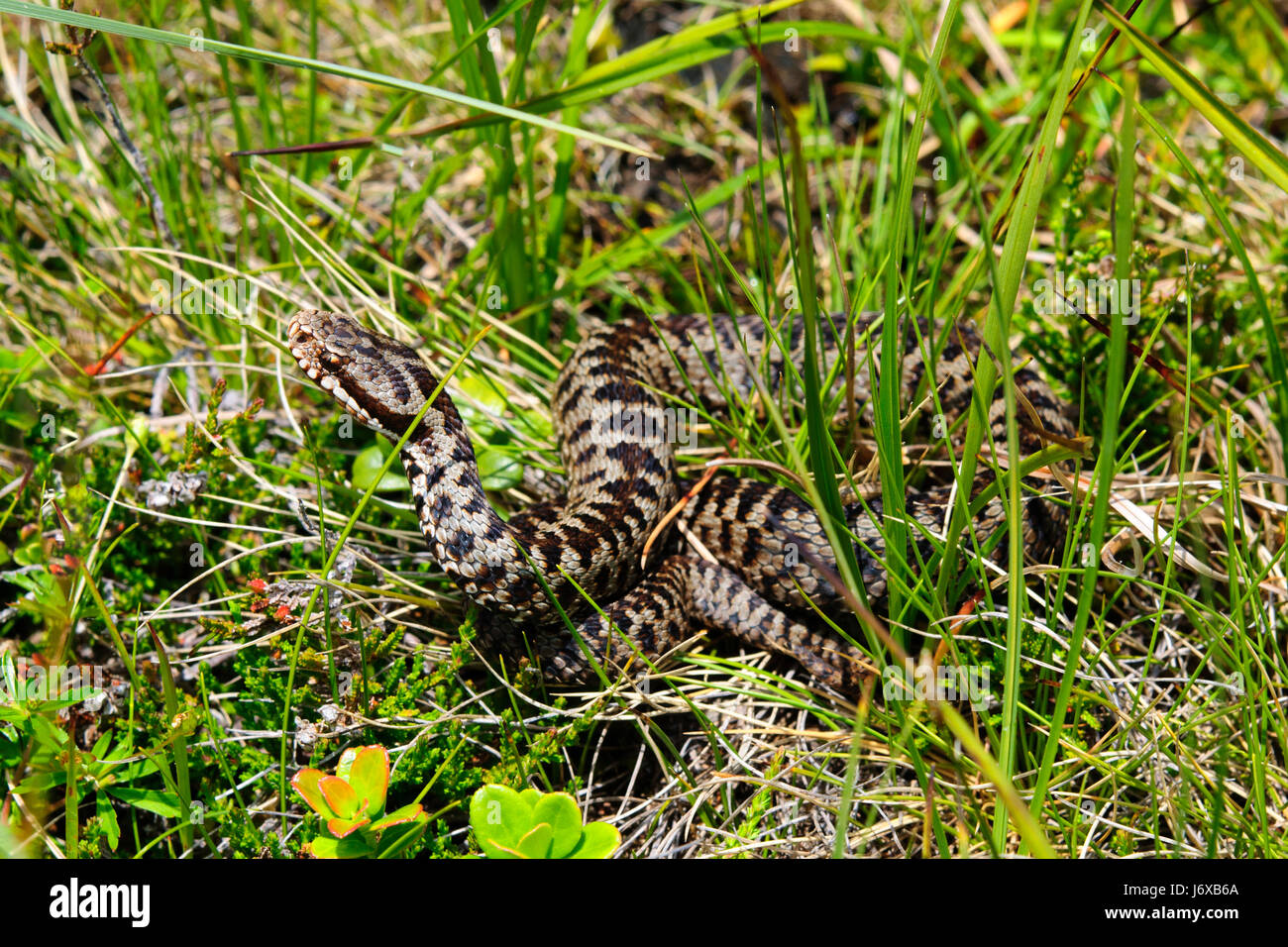 Snake figure hi-res stock photography and images - Alamy