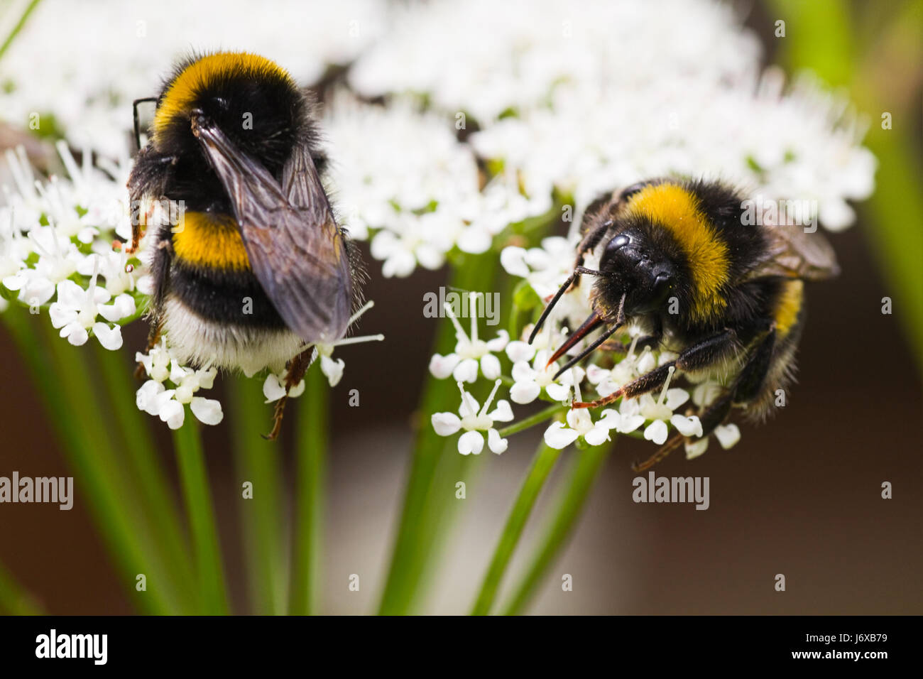 animal insect insects bumblebee animals bumblebees close macro close-up ...