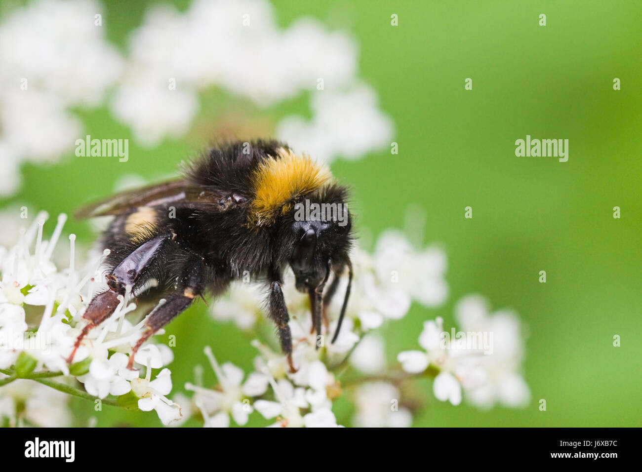 animal insect insects bumblebee animals bumblebees close macro close-up ...