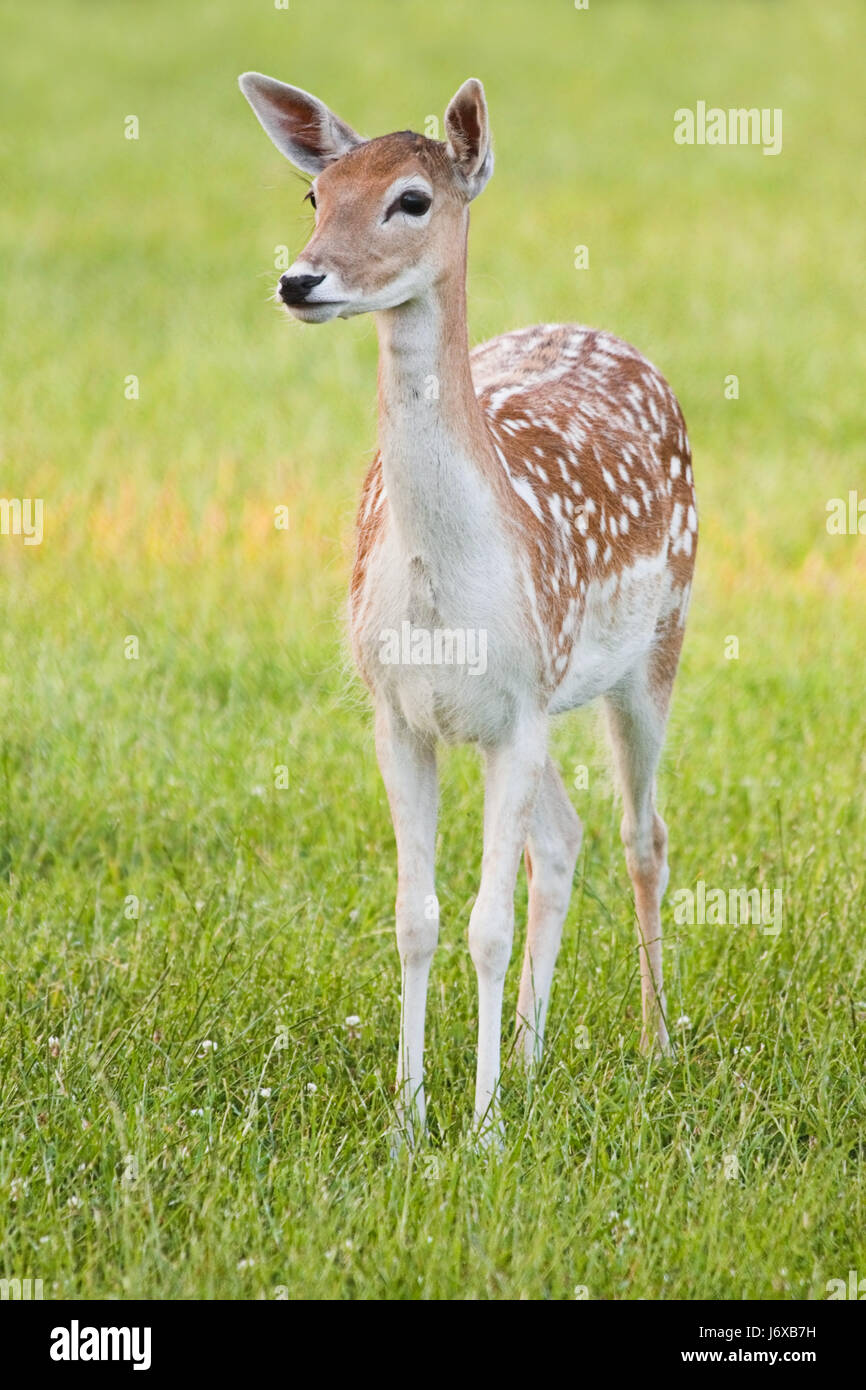 animal mammal animals mammals deer animal mammal animals field buck ...
