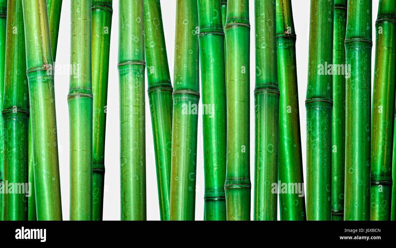 bamboo lawn green backdrop background plant nature environment ...