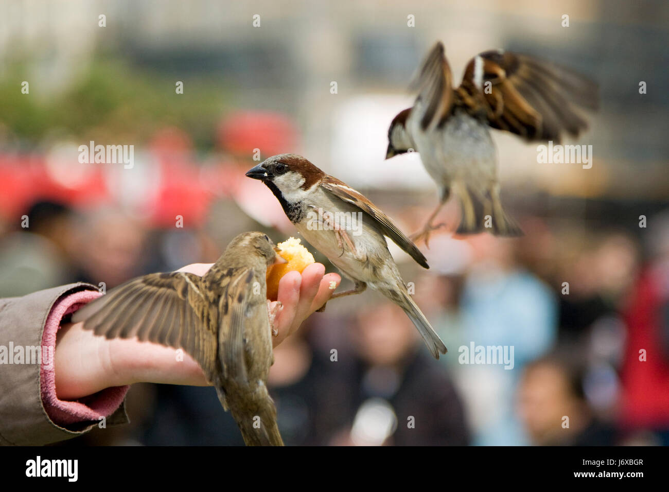 bird beak sparrow wildlife feather feeding fly flies flys flying nature ...