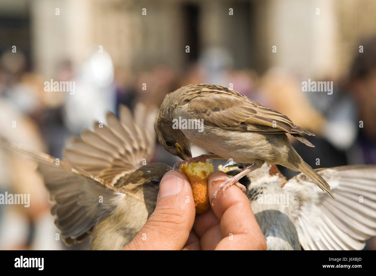 bird beak sparrow wildlife feather feeding fly flies flys flying nature ...