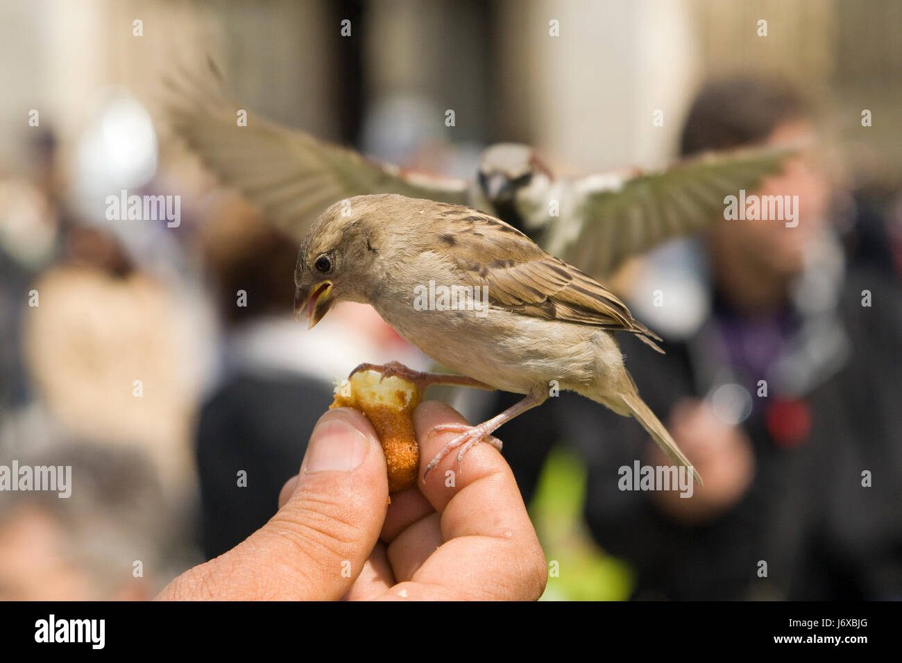 bird beak sparrow wildlife feather feeding fly flies flys flying nature ...