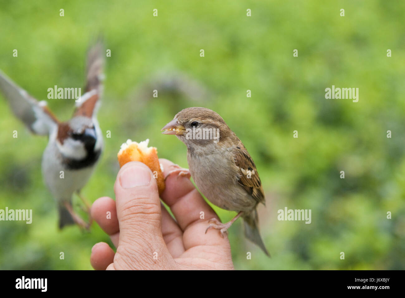 bird beak sparrow wildlife feather feeding fly flies flys flying nature ...