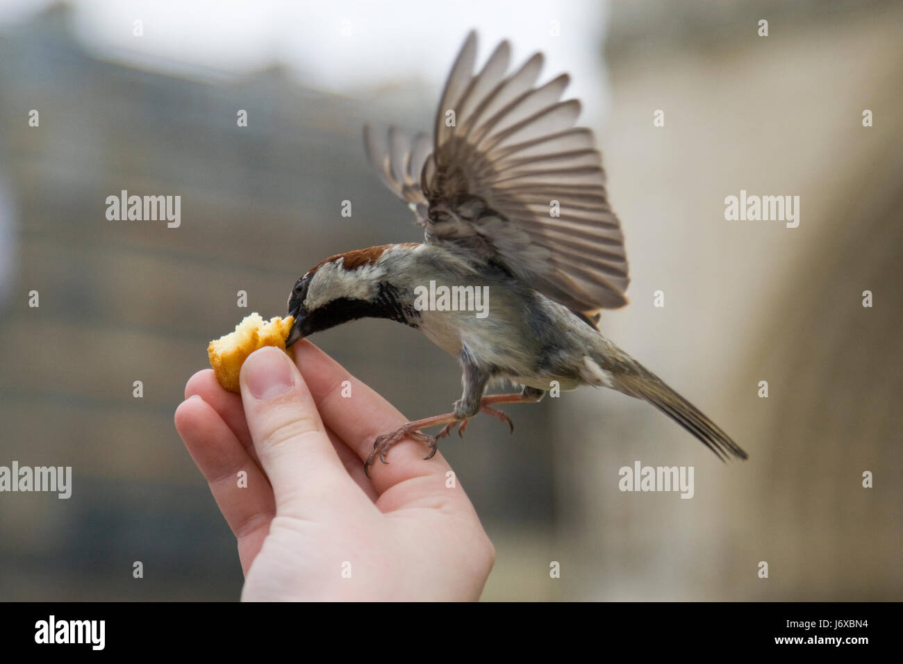 bird beak sparrow wildlife feather feeding fly flies flys flying nature ...