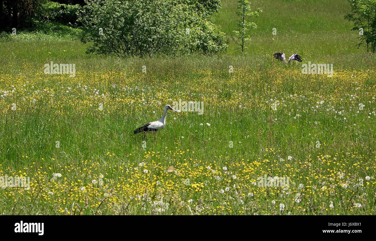 stork on meadow Stock Photo - Alamy