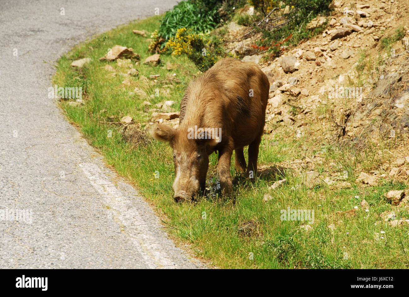 pig on the road Stock Photo - Alamy