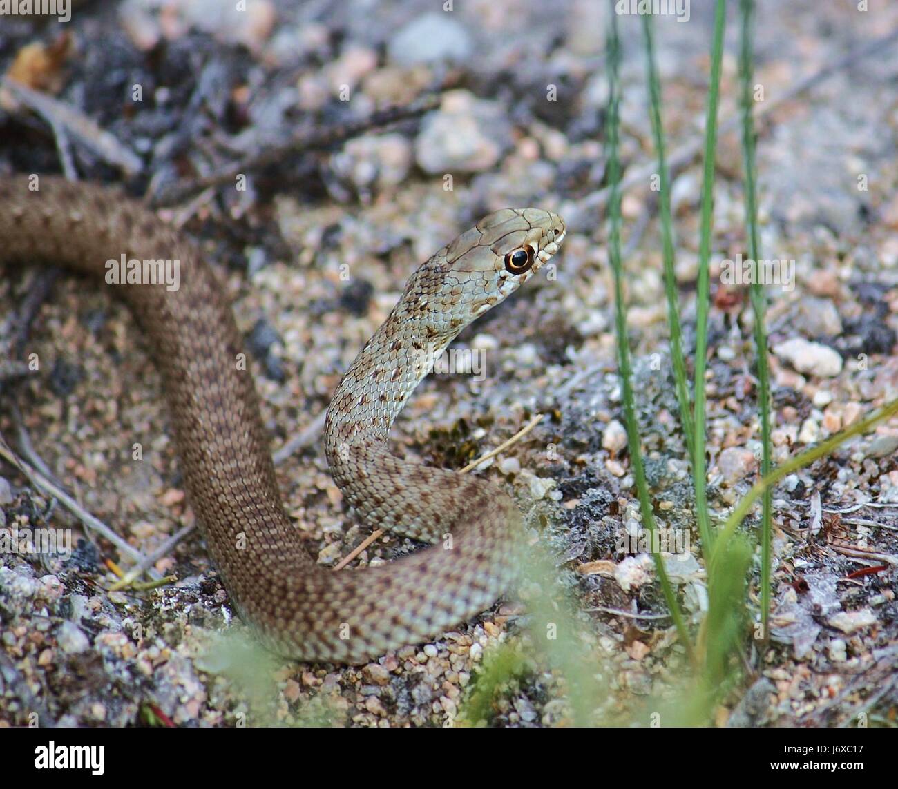 Montpellier snakes hi-res stock photography and images - Alamy