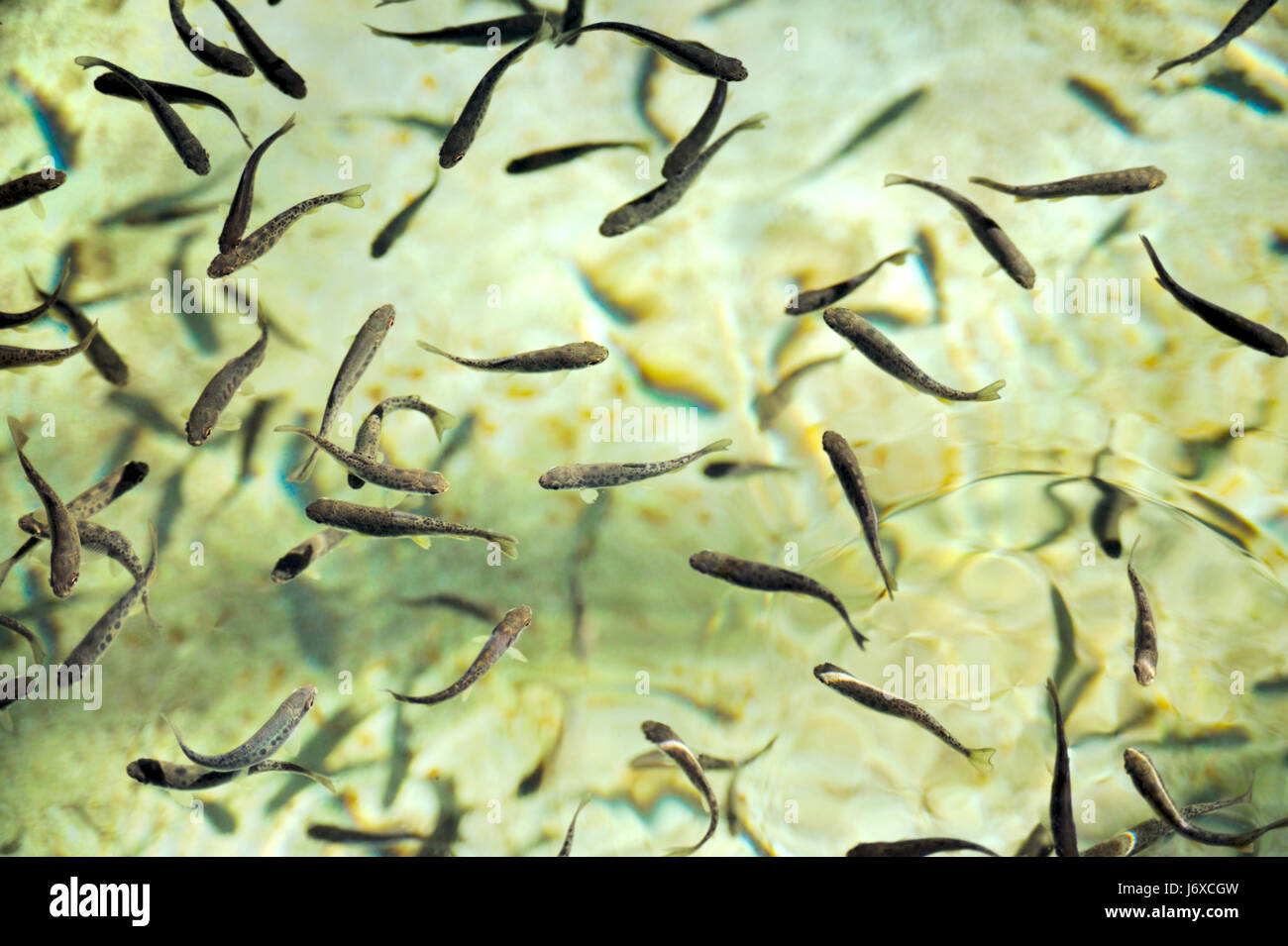 fish small tiny little short trout swarm school trouts hatchery still ...