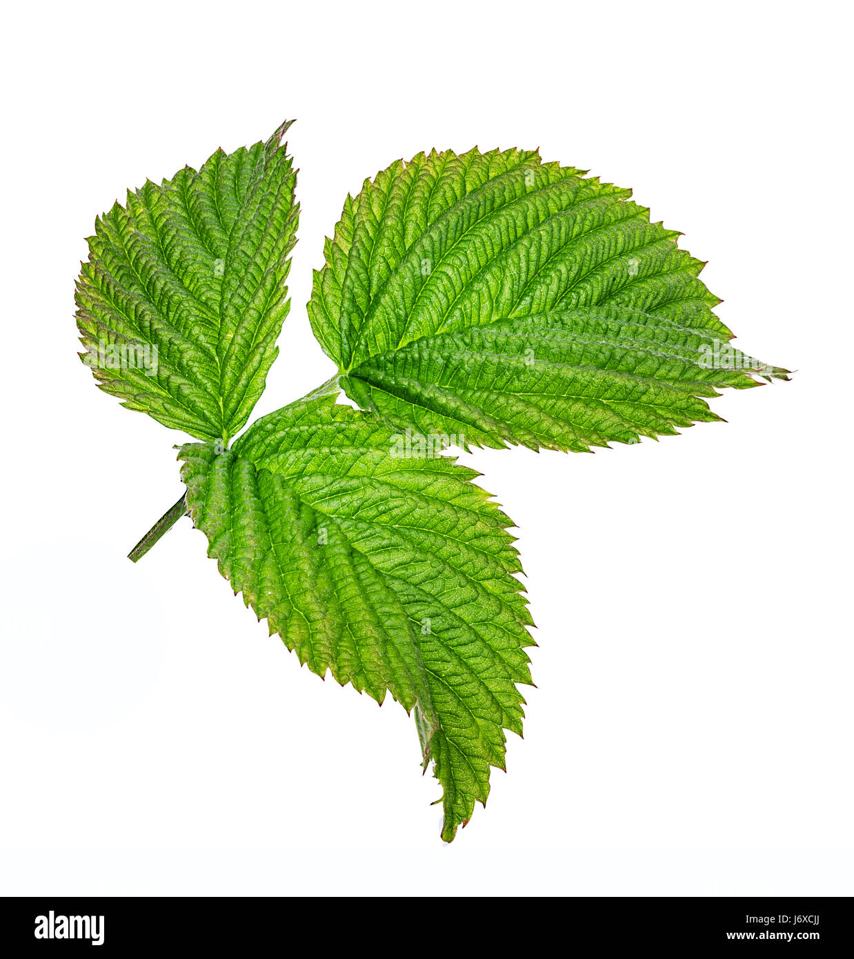 Raspberry Leaf isolated on a white background Stock Photo - Alamy