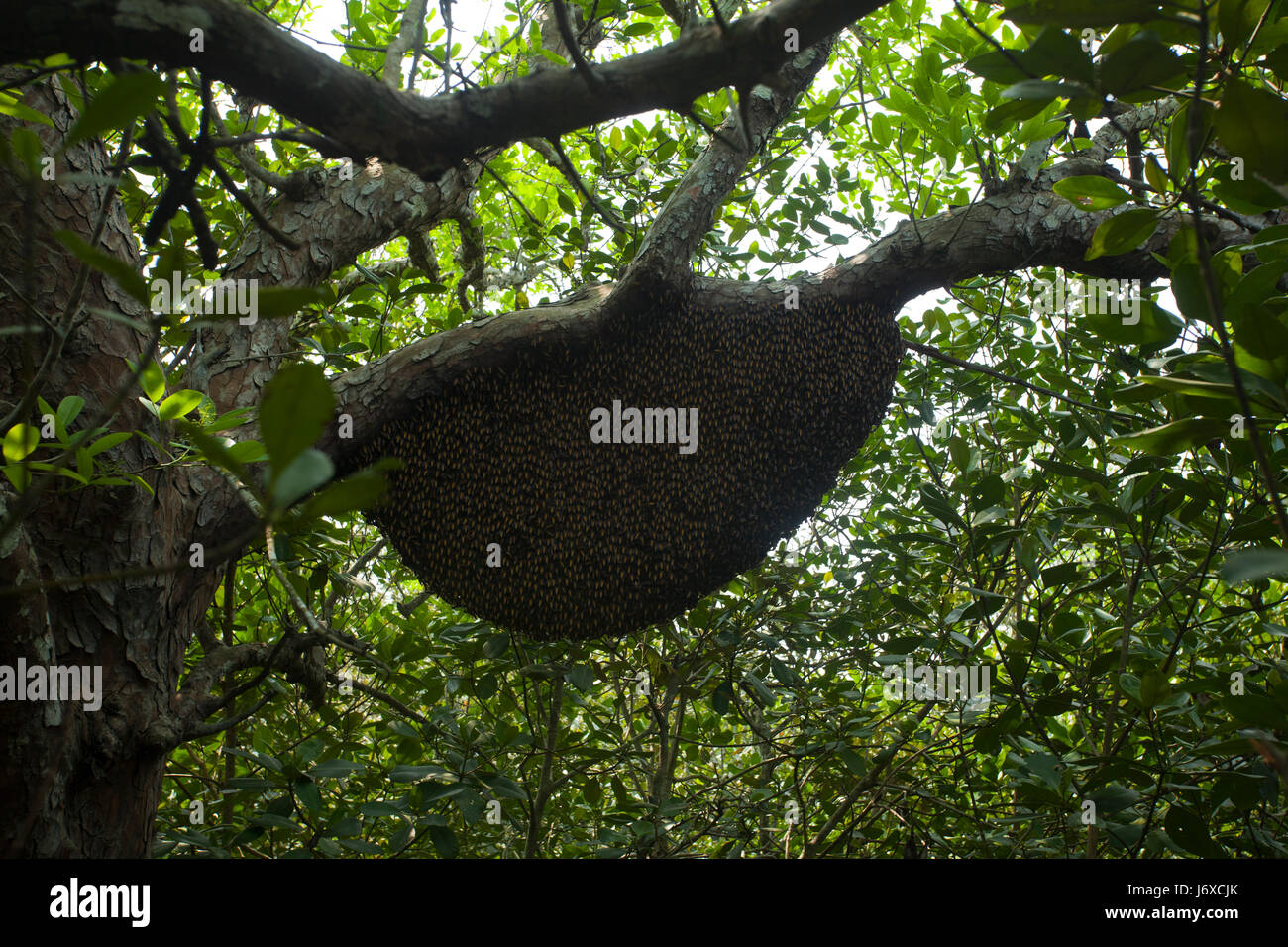 Beehive in a tree in the Sundarbans, a UNESCO World Heritage Site and a ...
