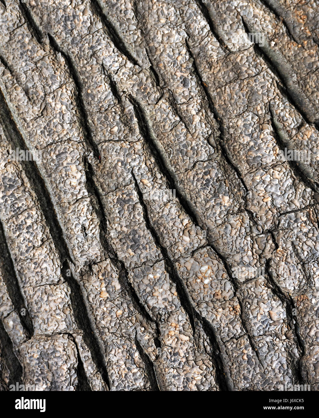 detail tree surface textured bark backdrop background texture close ...