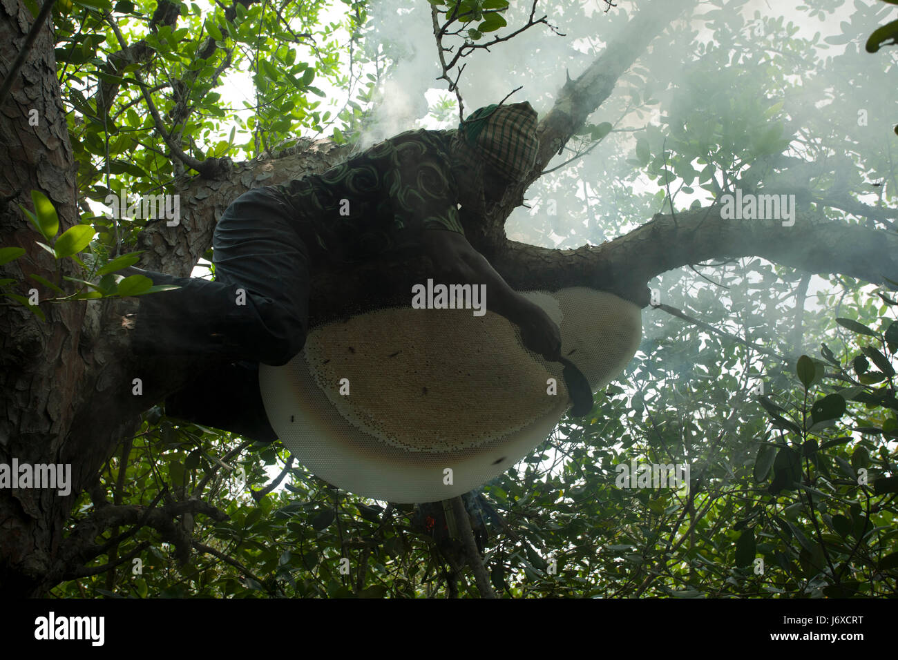 A honey collector locally known as “Mawal” breaks a honeycomb to get ...