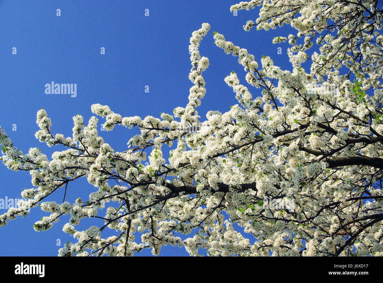 sakura - cherry blossom 16 Stock Photo - Alamy