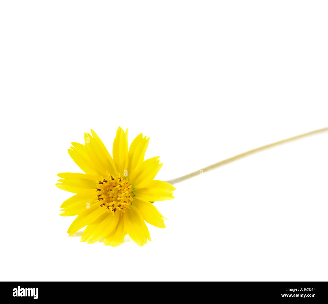 yellow flower isolated on white background Stock Photo - Alamy