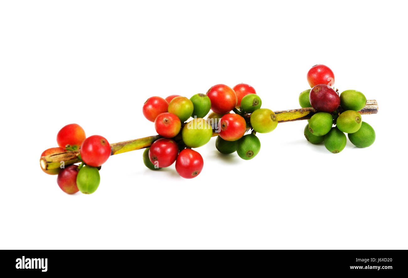 Red coffee beans isolated on white background. Close up of fresh raw ...