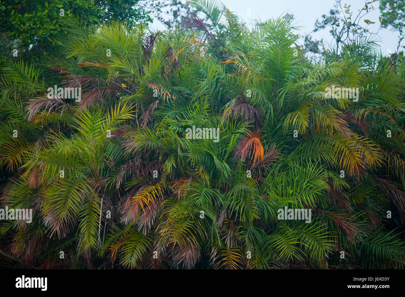 Hental trees in the Sundarbans, a UNESCO World Heritage Site and a ...