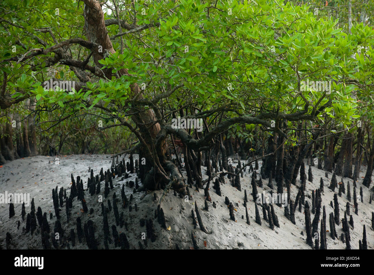 The Sundarbans, a UNESCO World Heritage Site and a wildlife sanctuary ...