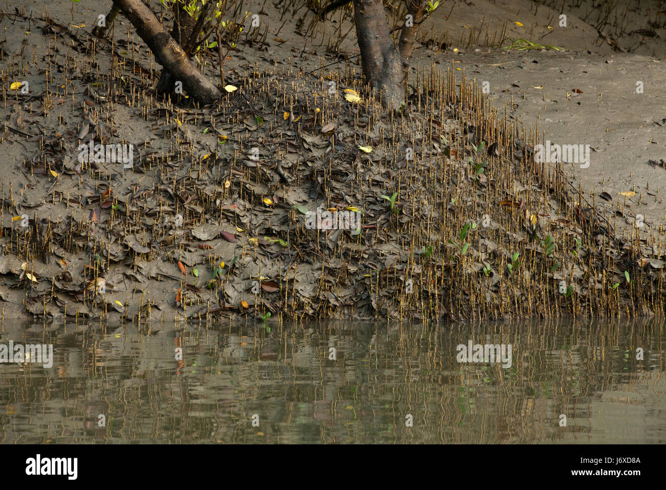 The Sundarbans, a UNESCO World Heritage Site and a wildlife sanctuary ...