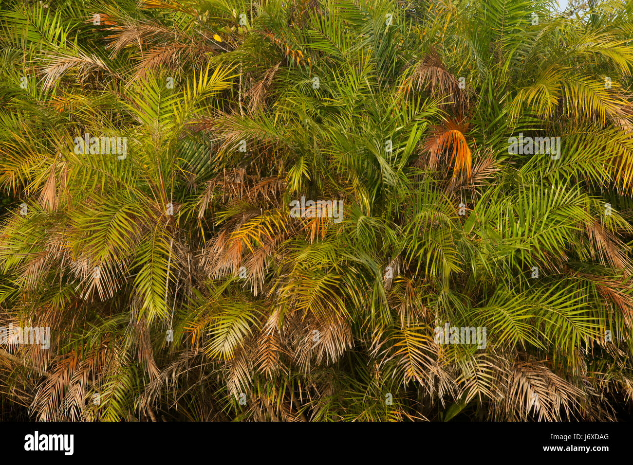 Hental trees in the Sundarbans, a UNESCO World Heritage Site and a ...