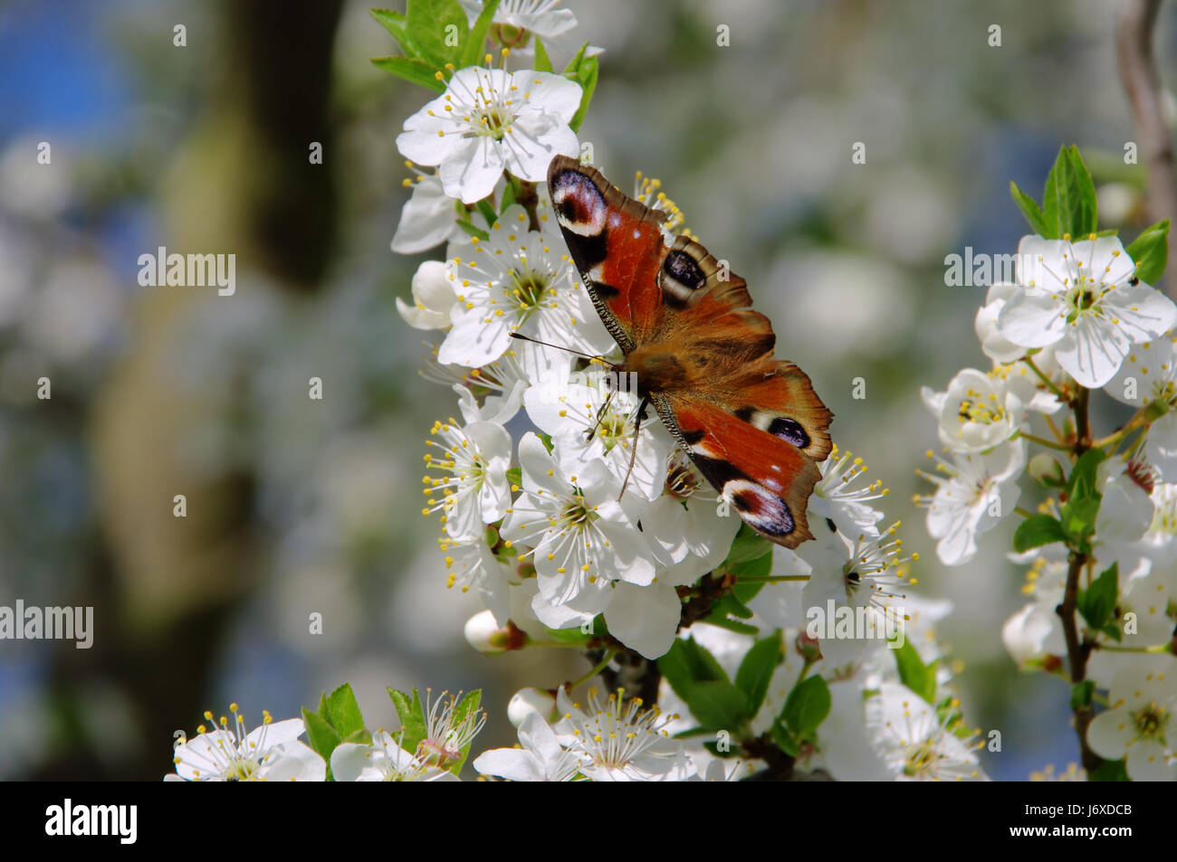 insect butterfly plum plum tree macro close-up macro admission close up ...
