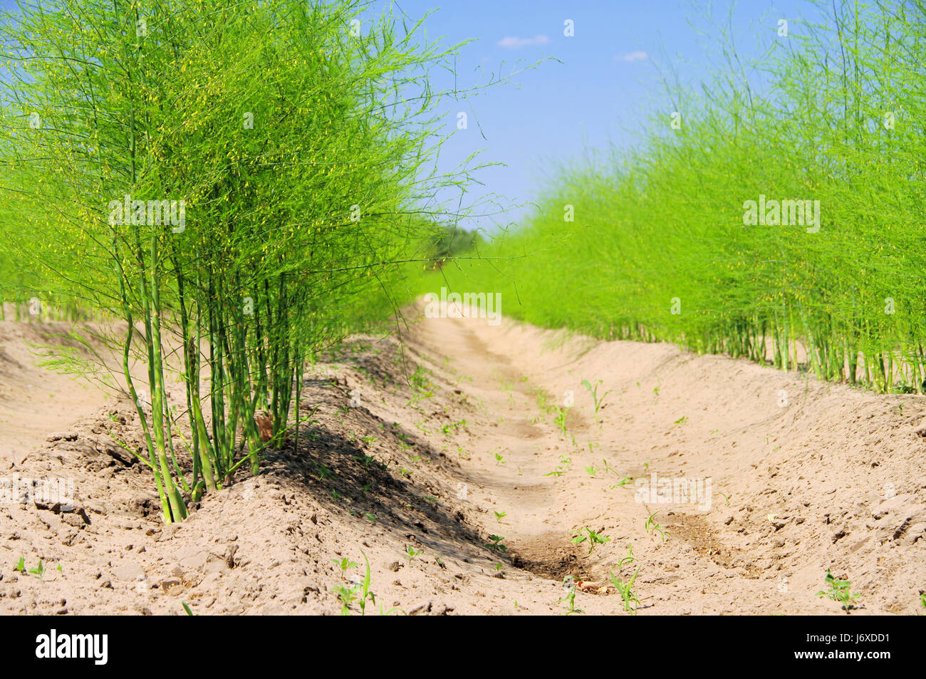 asparagus field - asparagus field 22 Stock Photo - Alamy