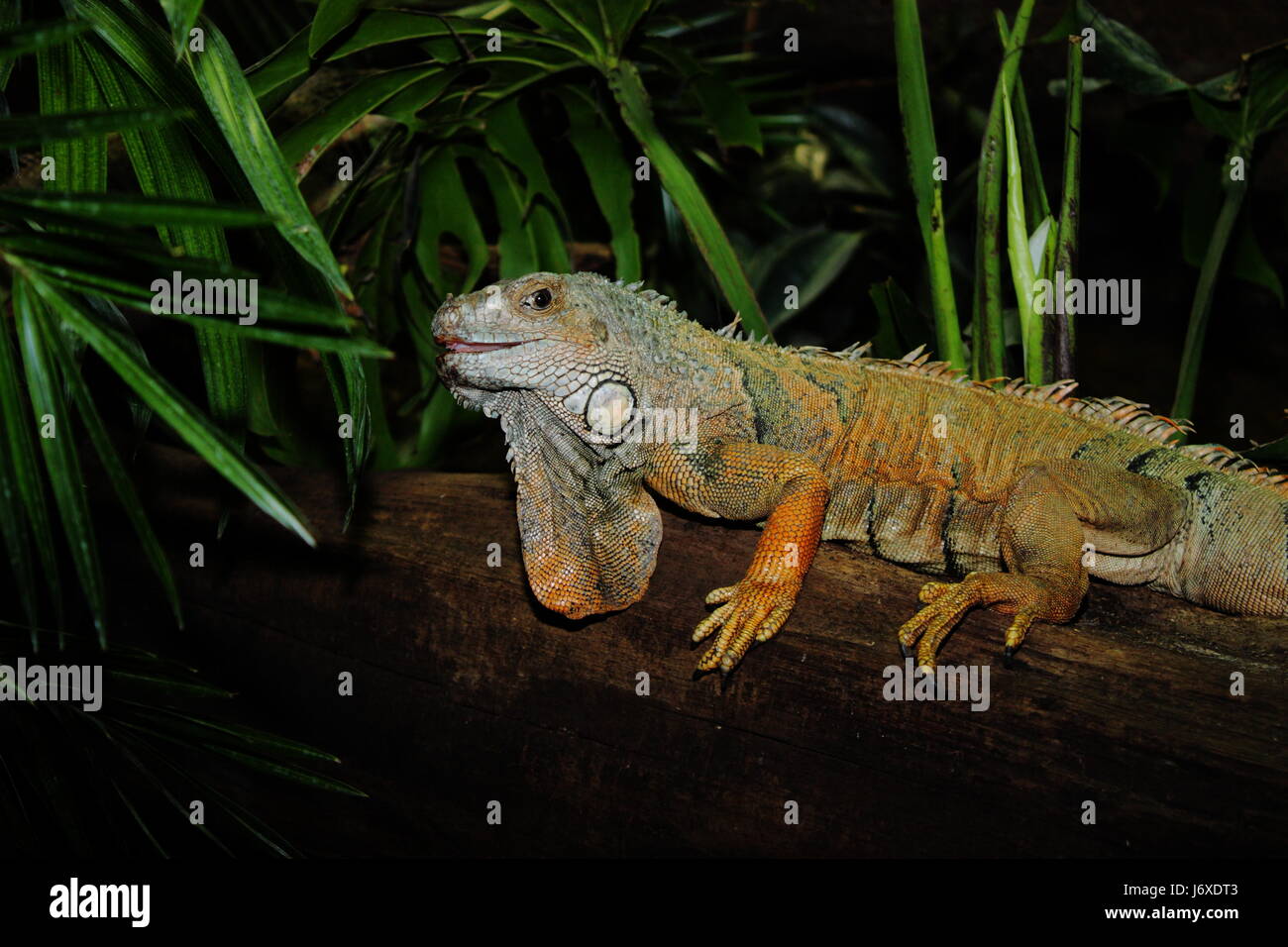 Drachenechse hi-res stock photography and images - Alamy