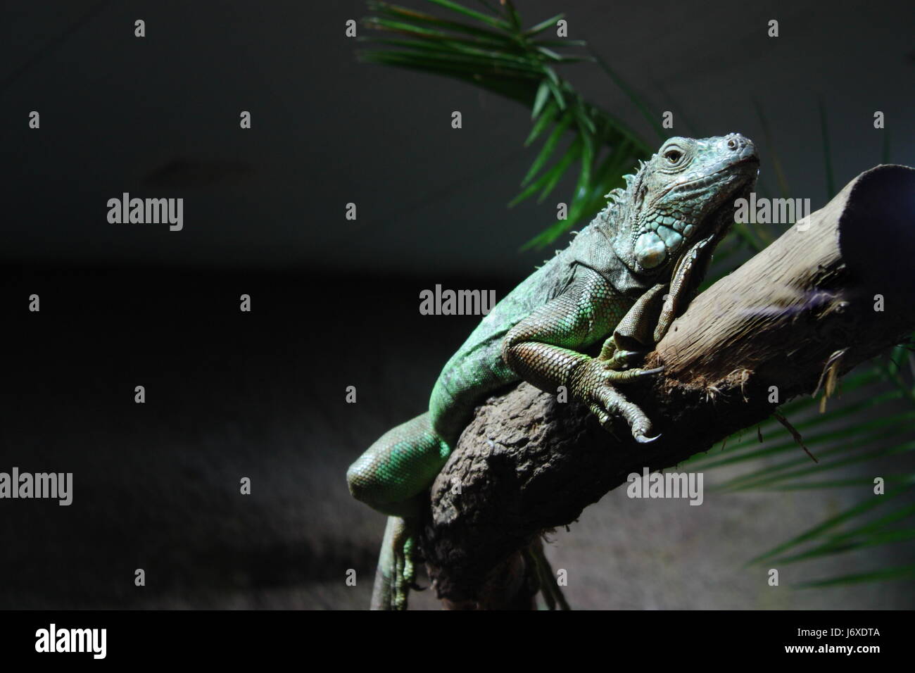 Drachenechse hi-res stock photography and images - Alamy