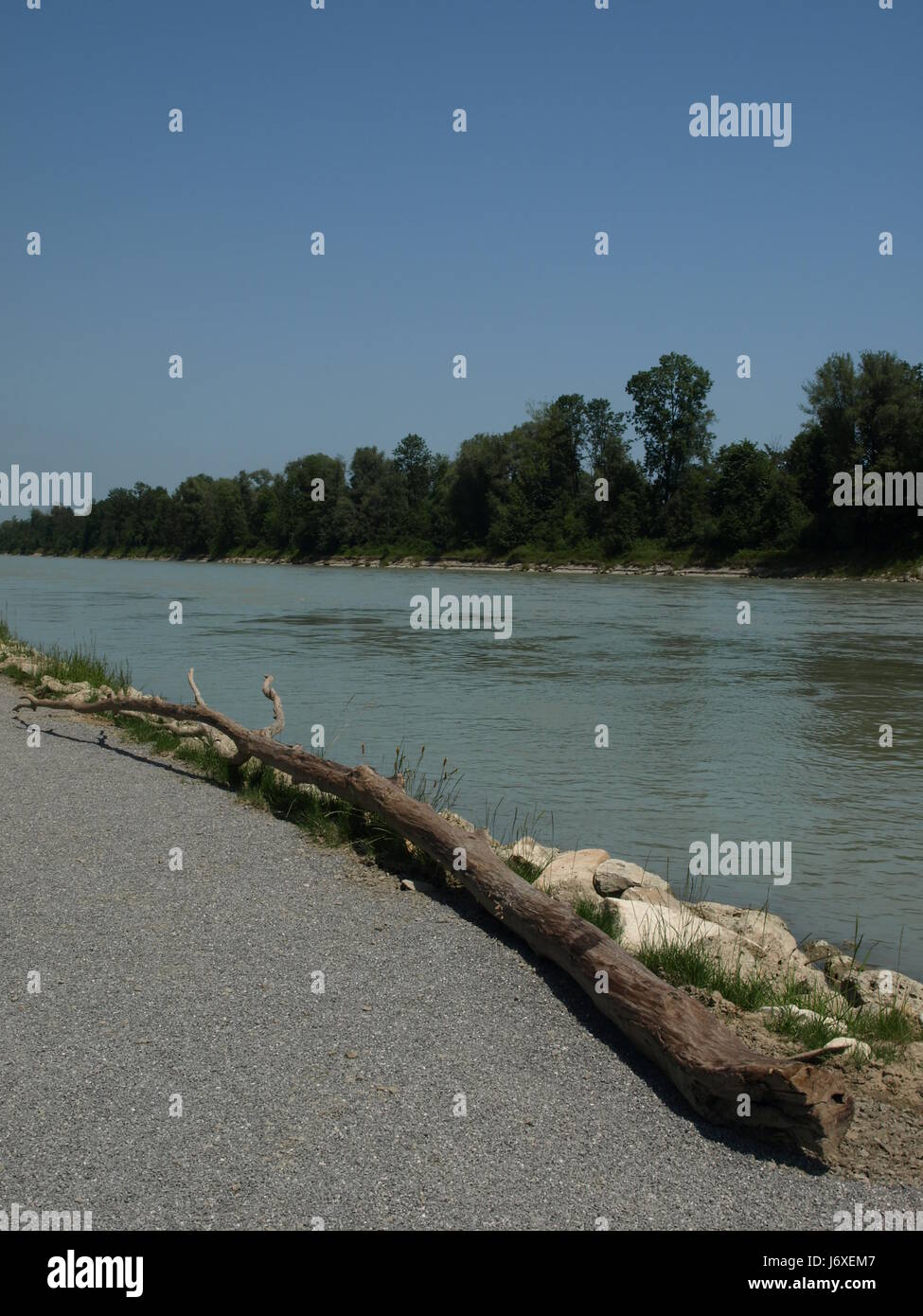 trunk bank forest river water shore tree trunk gravel forested flotsam ...