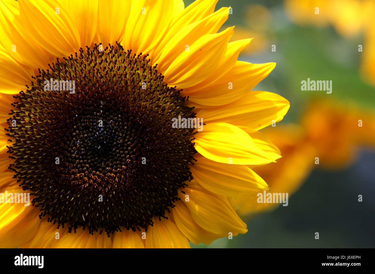 flower plant bloom blossom flourish flourishing leaves sunlight ...