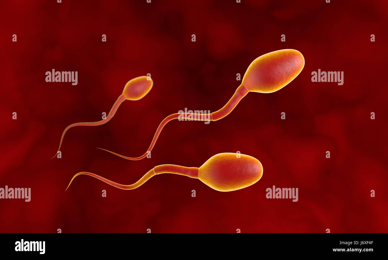 Three competing spermatozoa. Movement of spermatozoa through the ...