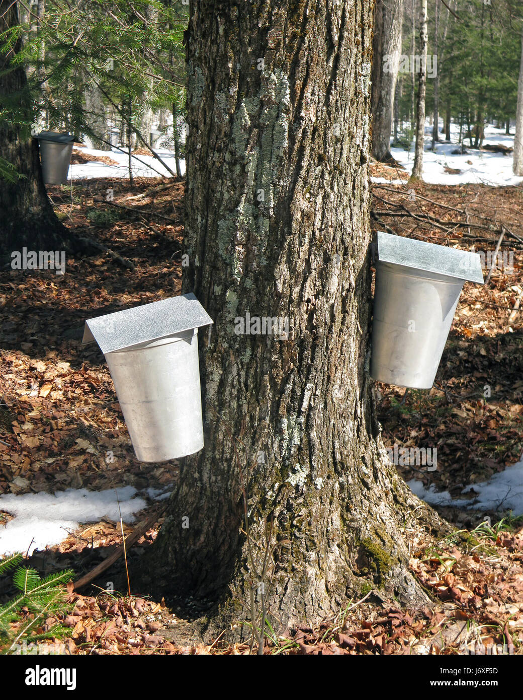 bucket assembly gathering tree trees winter trunk snow coke cocaine ...