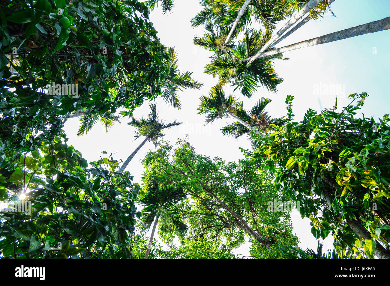 Bottom view of tree branches and blue sky Stock Photo - Alamy