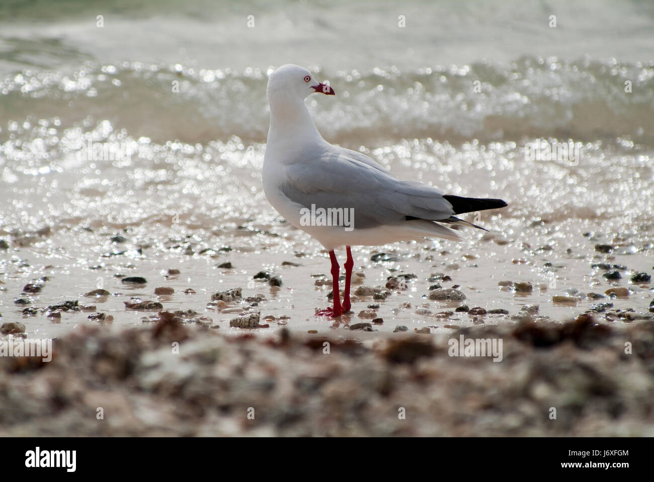 bird birds australia salt water sea ocean water seagull gull bird ...