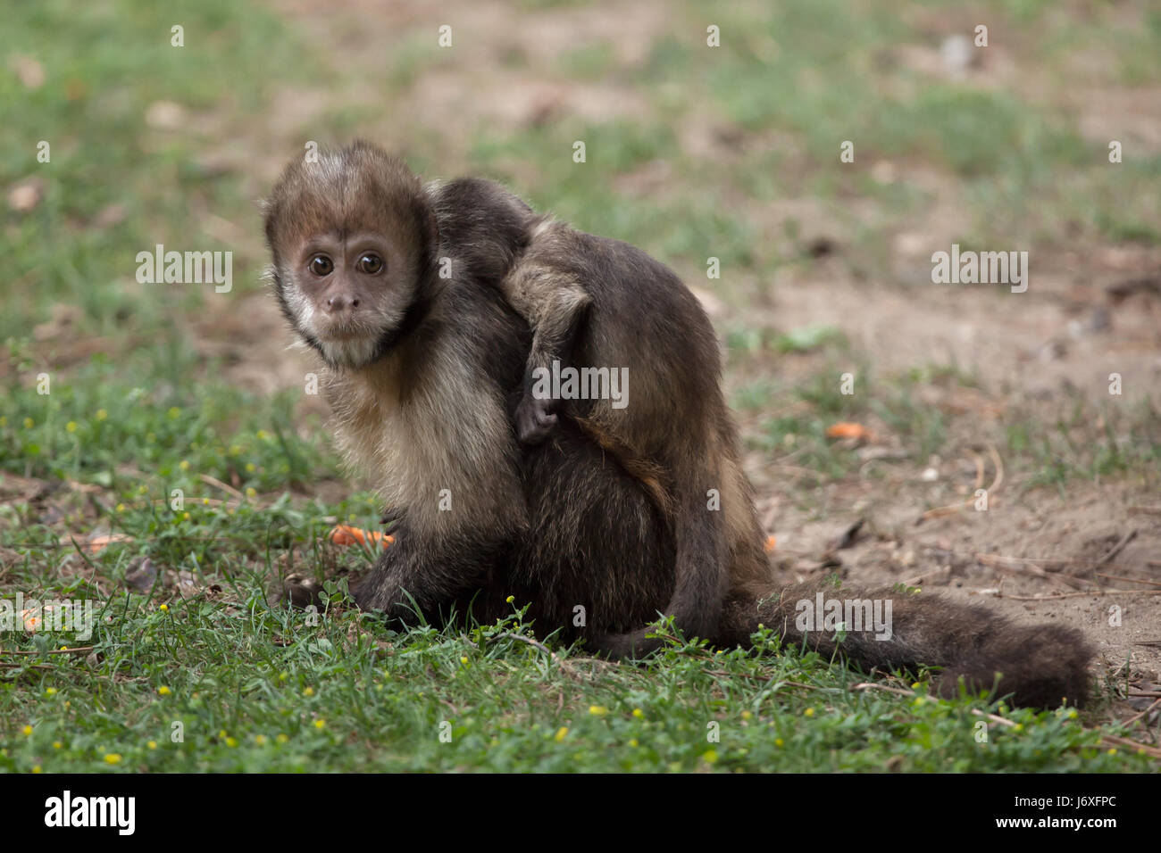 Two yellow breasted capuchins hi-res stock photography and images - Alamy