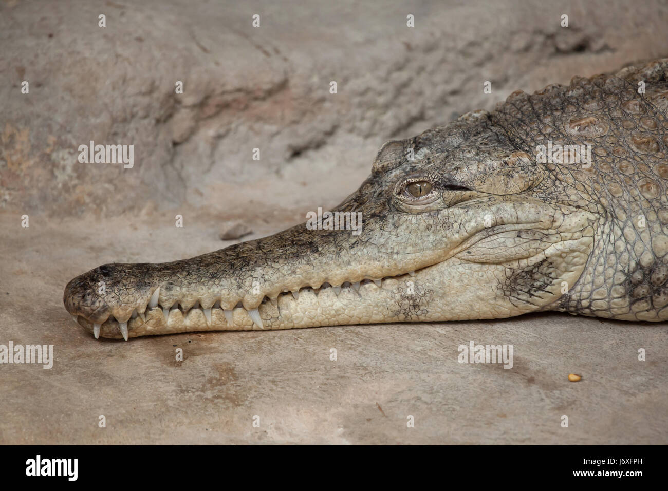 Slender-snouted crocodile (Mecistops cataphractus). Wildlife animal ...