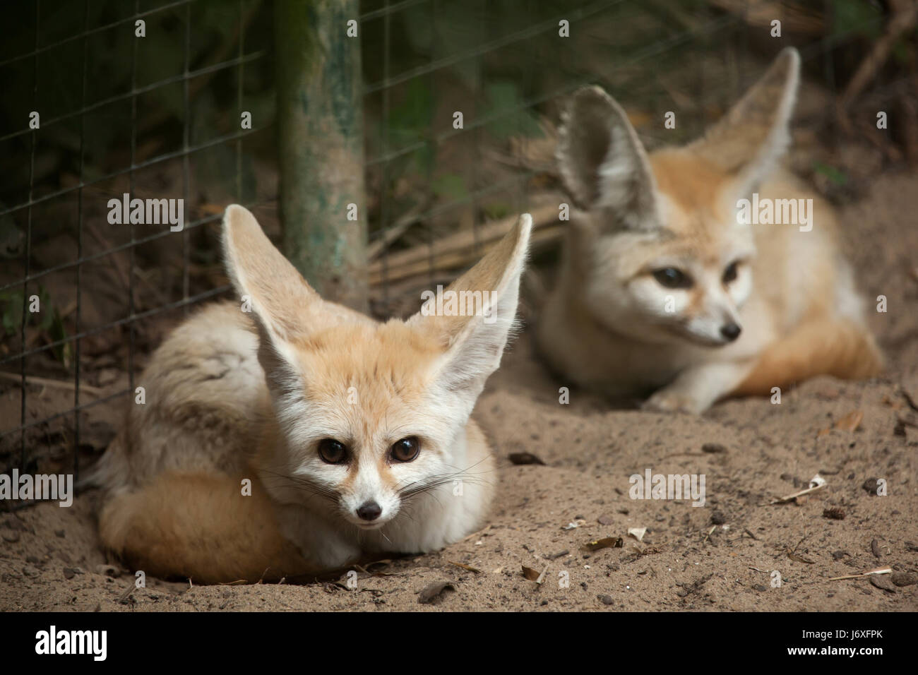 Fennec fox (Vulpes zerda). Wildlife animal Stock Photo - Alamy
