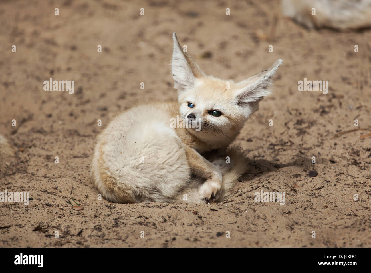 Fennec fox (Vulpes zerda). Wildlife animal Stock Photo - Alamy