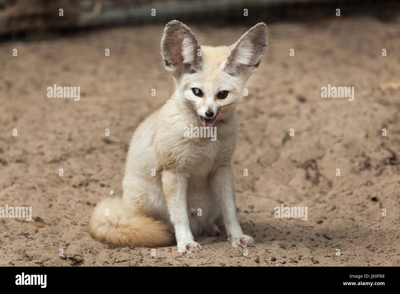 Fennec fox (Vulpes zerda). Wildlife animal Stock Photo - Alamy
