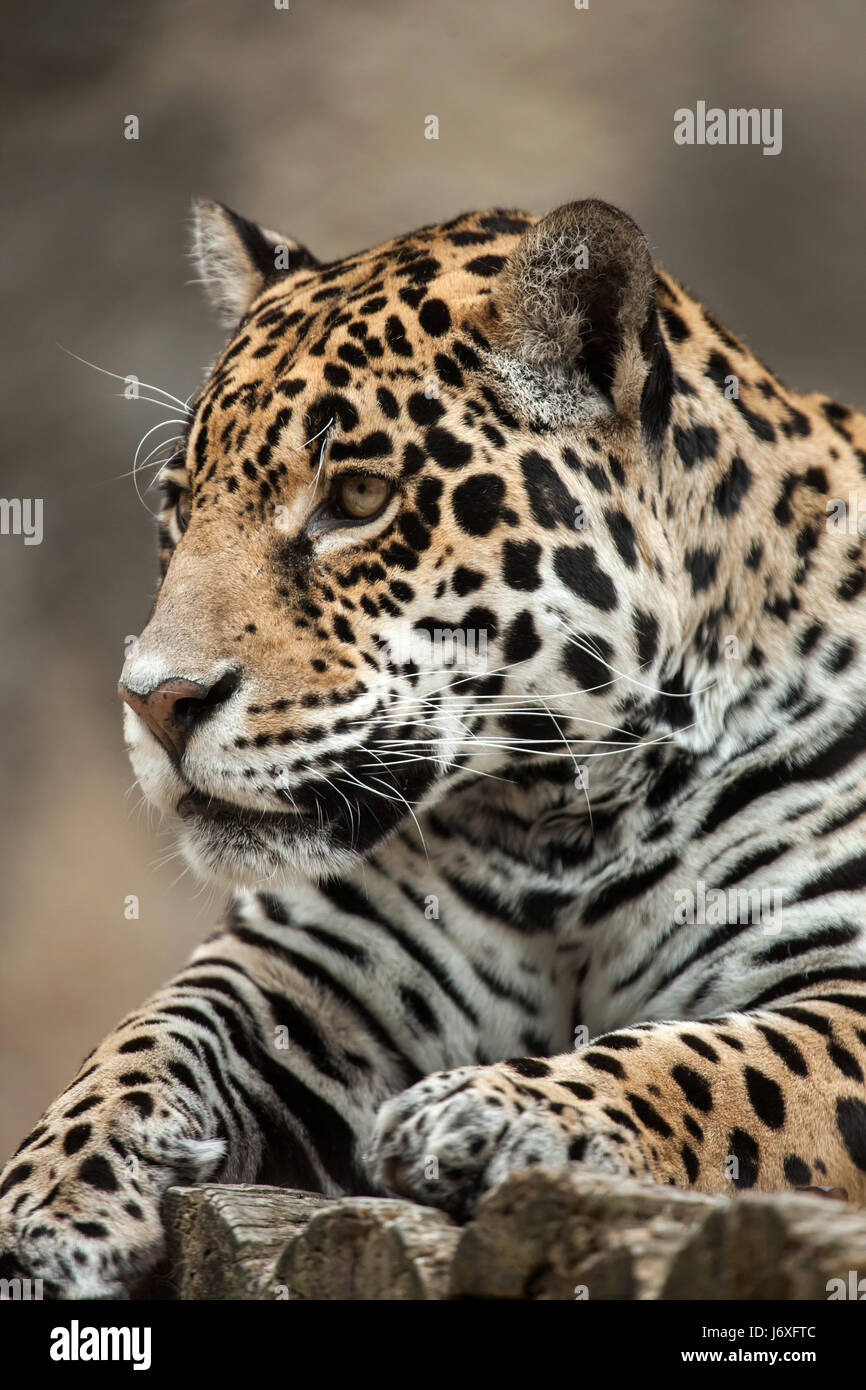 Jaguar panthera onca central america hi-res stock photography and ...