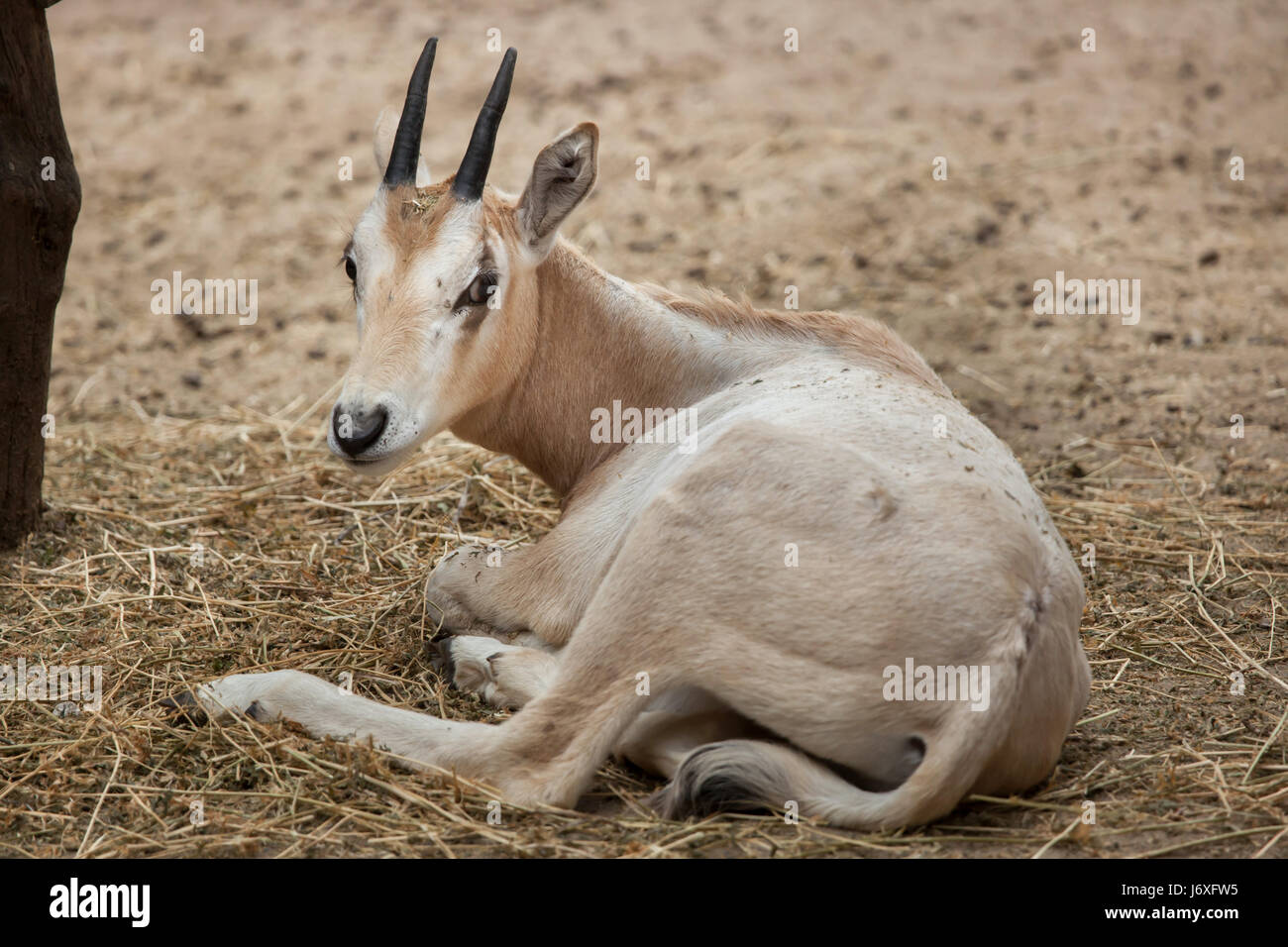 Scimitar oryx (Oryx dammah), also known as the Sahara oryx or scimitar ...