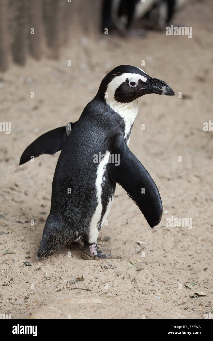 African penguin (Spheniscus demersus), also known as the jackass ...